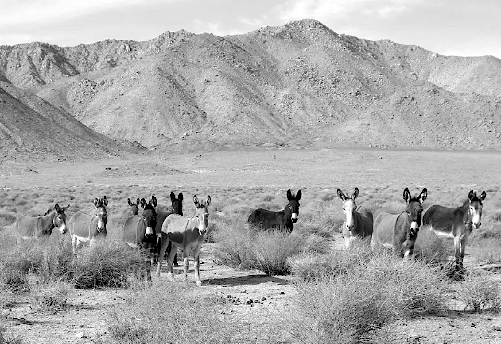 La Sabiduría De Los Burros