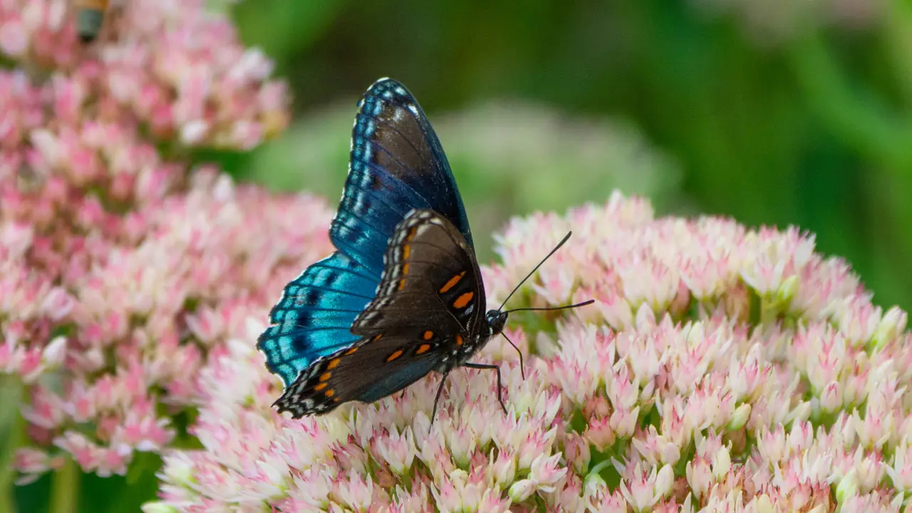 La importancia del efecto crisálida para ser felices: "Estamos siempre ...